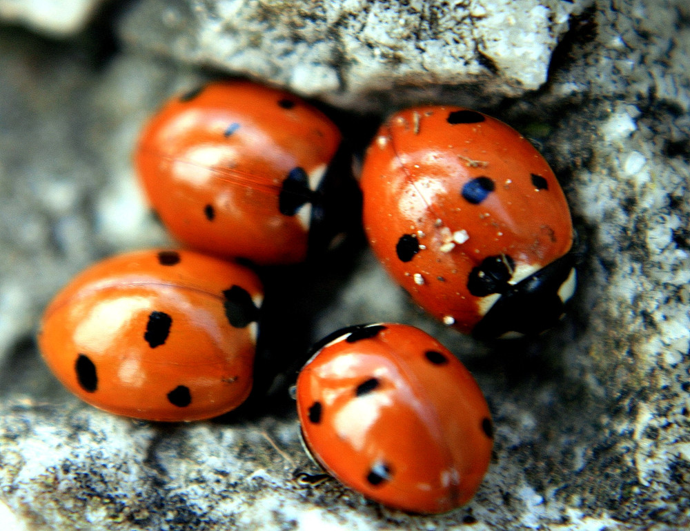 coccinelle Foto % Immagini| macro e close up, macro di insetti, natura ...