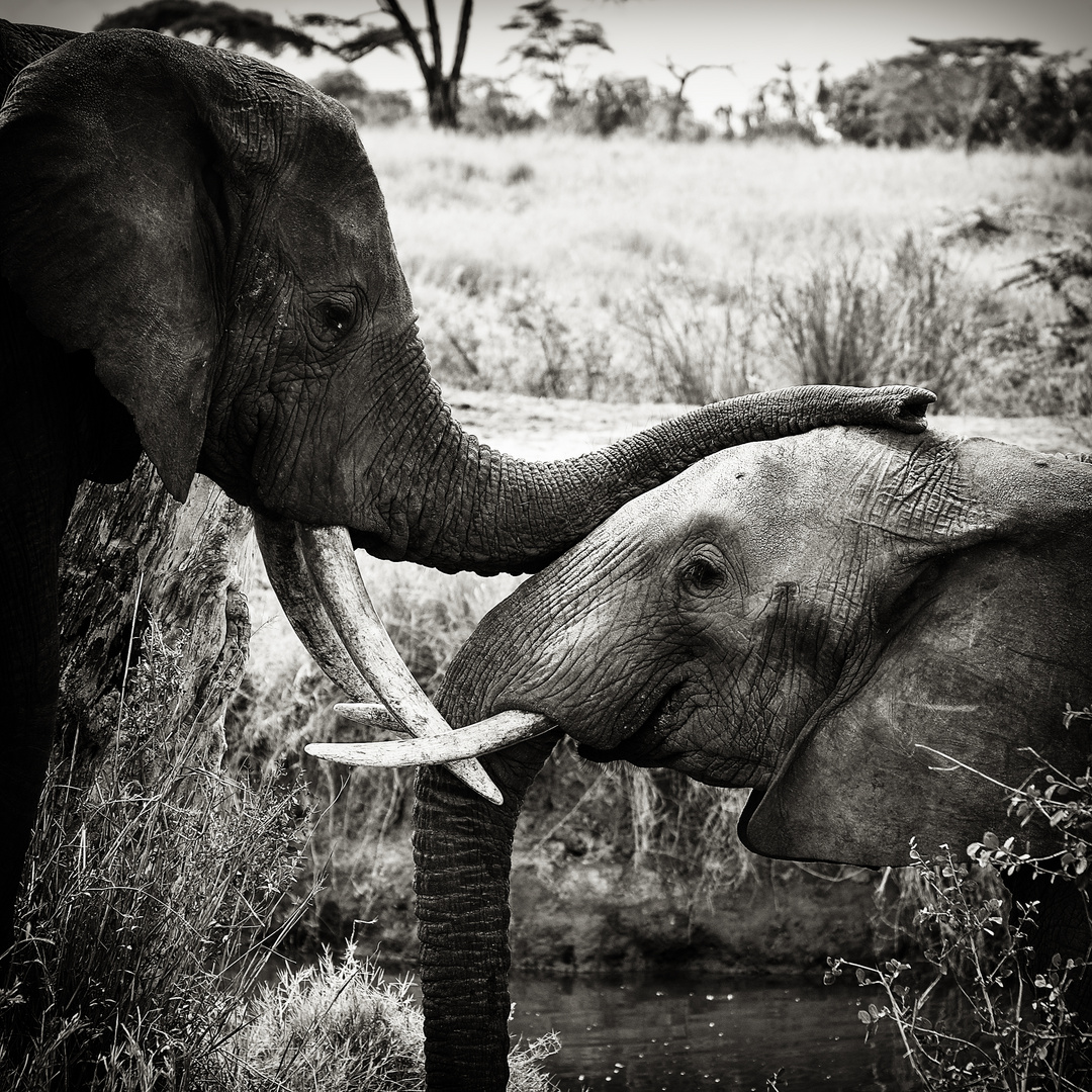 coccole Foto % Immagini| animali, mammiferi allo stato libero, animali ...