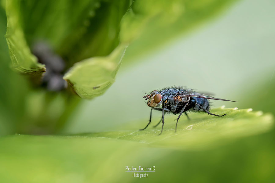 Cochliomyia.. Imagen & Foto | naturaleza diversa , naturaleza, insectos ...
