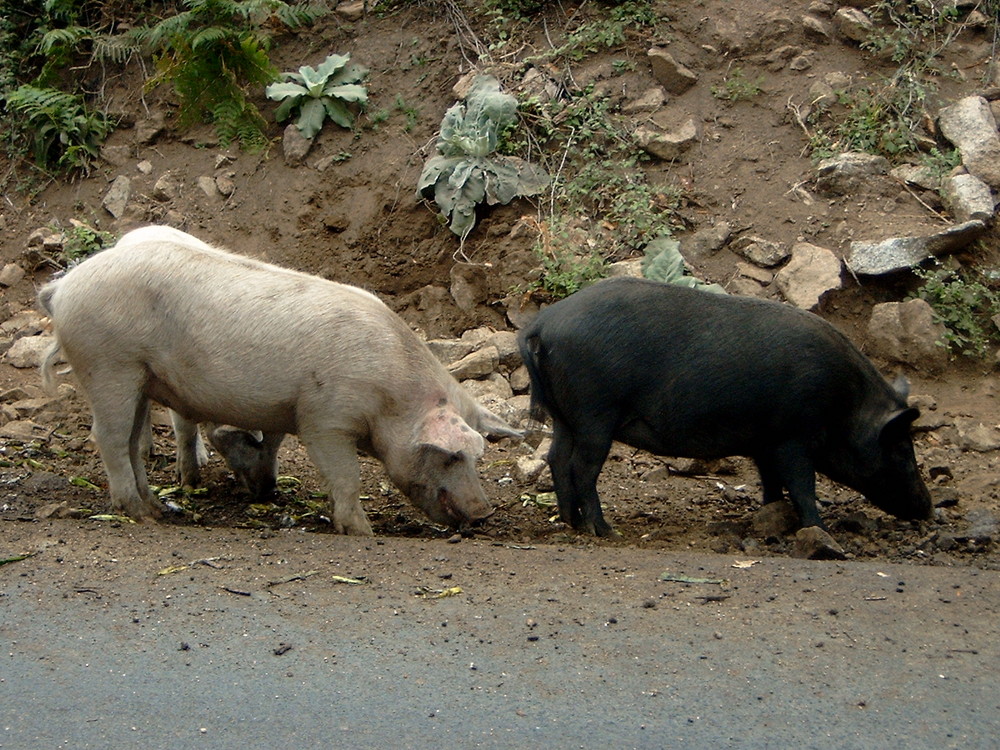 Cochons Sauvages Cochon Sauvage Corse, Au Cours D'un Voyage En Cor1