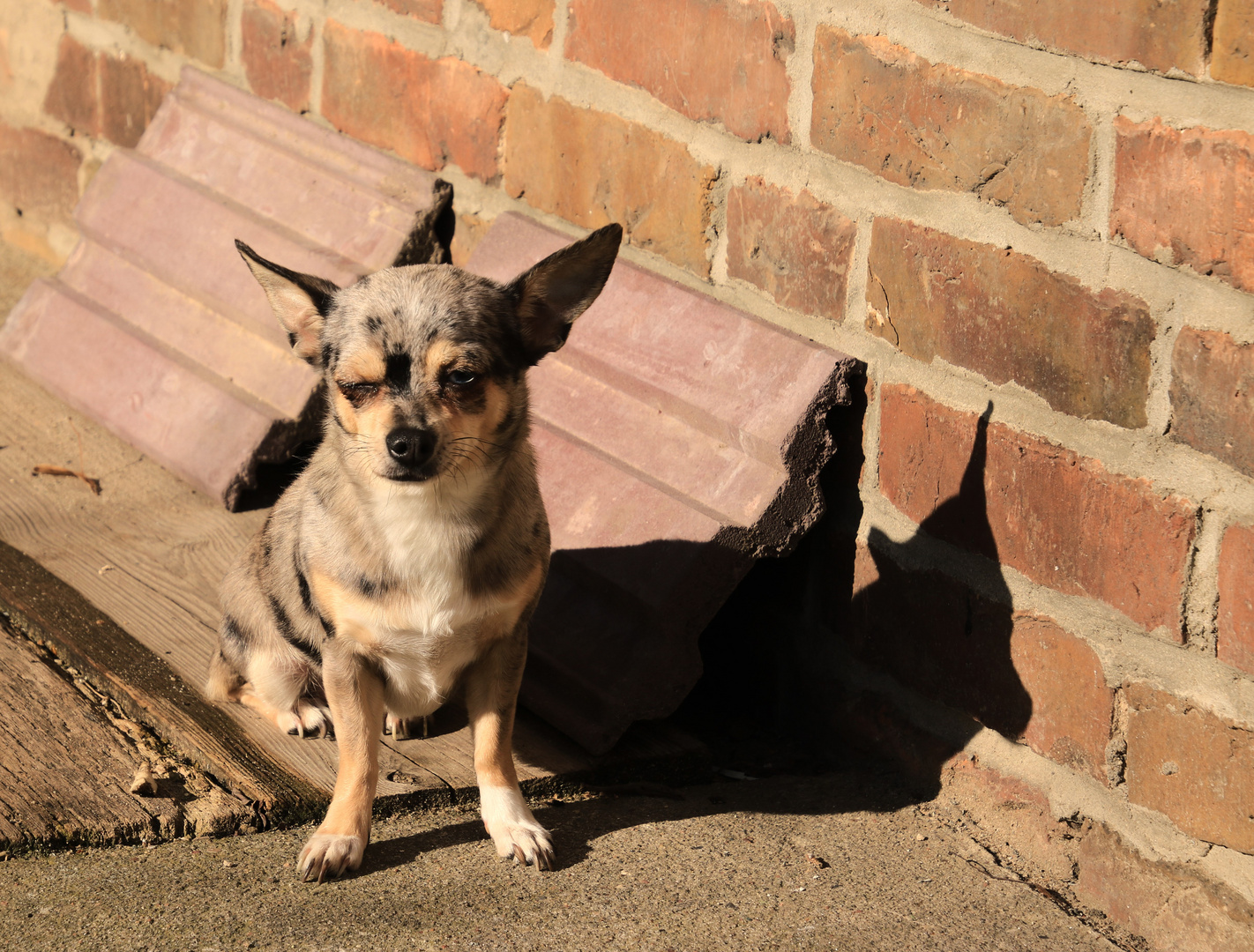 Coci Foto & Bild | tiere, haustiere, hunde Bilder auf fotocommunity