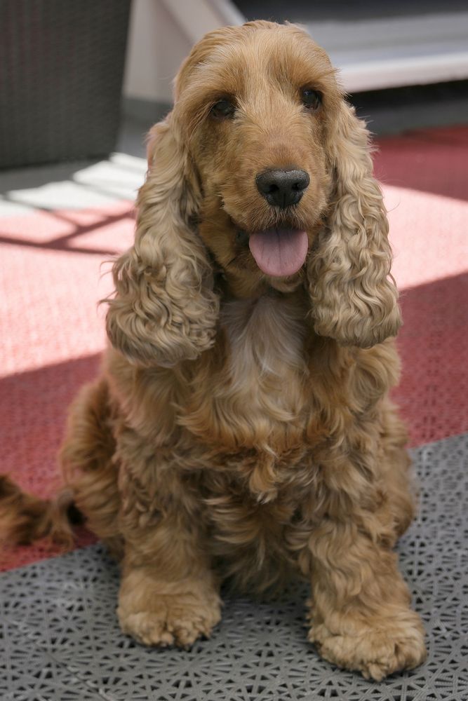 Cocker Spaniel Foto & Bild | tiere, haustiere, hunde Bilder auf ...