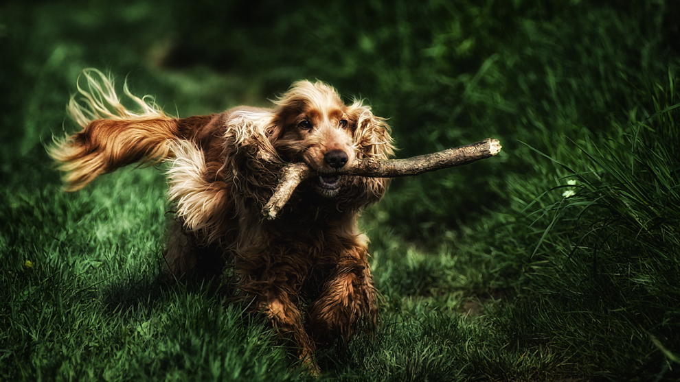 Cocker Spaniel Foto & Bild | tiere, haustiere, hunde Bilder auf ...