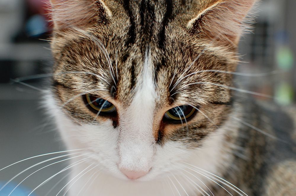 Cockie Foto & Bild | tiere, haustiere, katzen Bilder auf fotocommunity