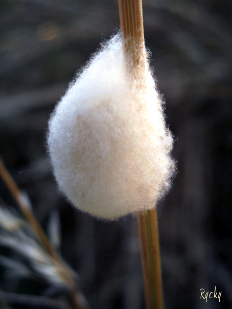 Cocon... photo et image | macro nature, nature, doux Images fotocommunity