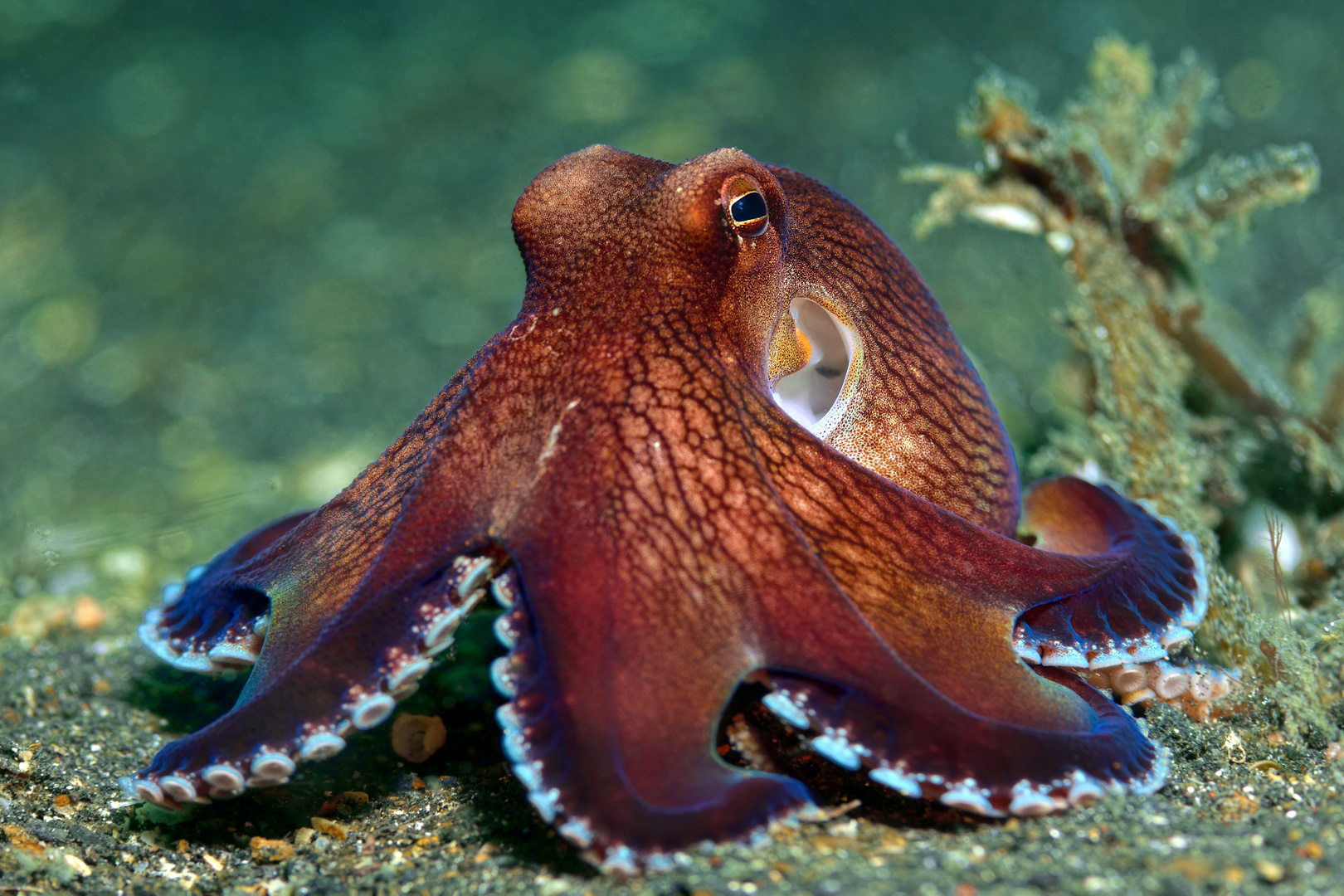 Coconut Oktopus (Amphioctopus marginatus) Foto & Bild | natur, tiere ...