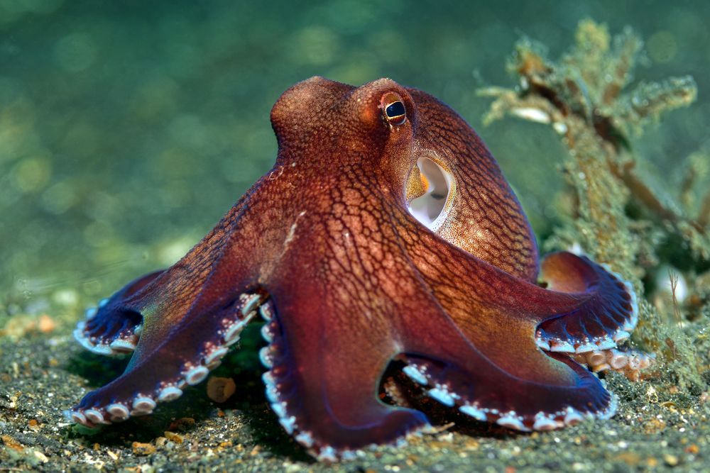 Coconut Oktopus (Amphioctopus marginatus) Foto & Bild | natur, tiere ...