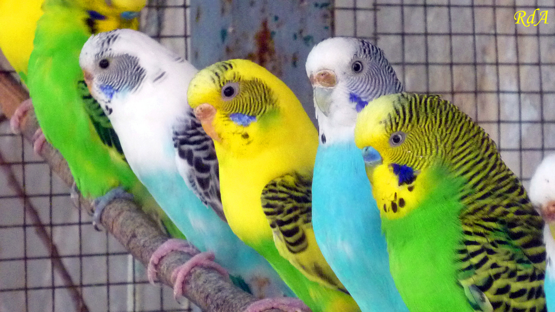 COCORITE in voliera (1) Foto % Immagini| animali, animali domestici e ...