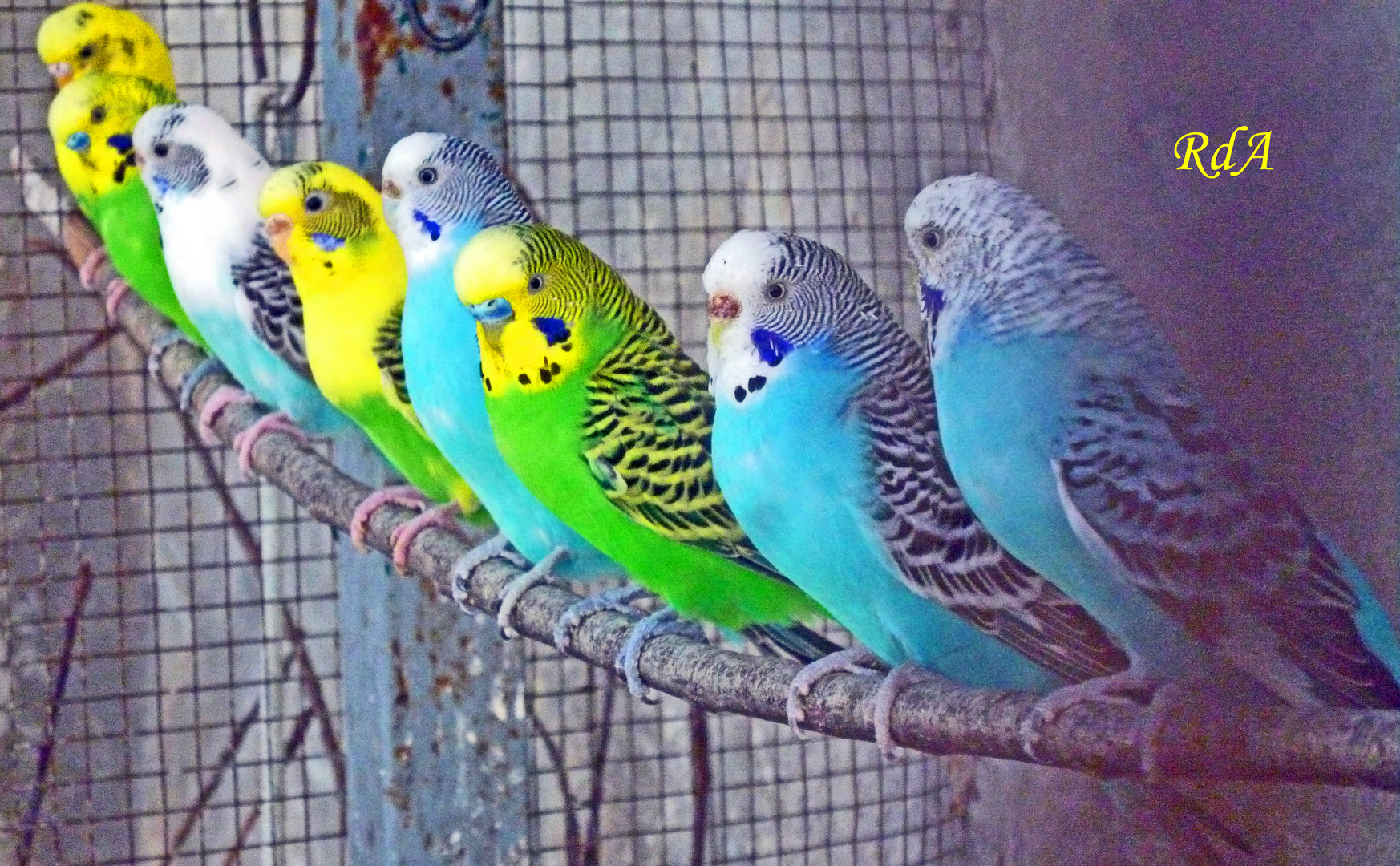 COCORITE in voliera (3) Foto % Immagini| animali, animali domestici e ...