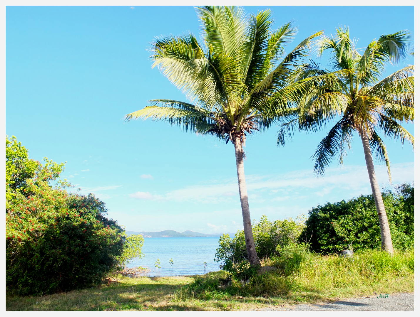 Cocotier au bord de l'eau photo et image | nature, nuages, ciel Images ...
