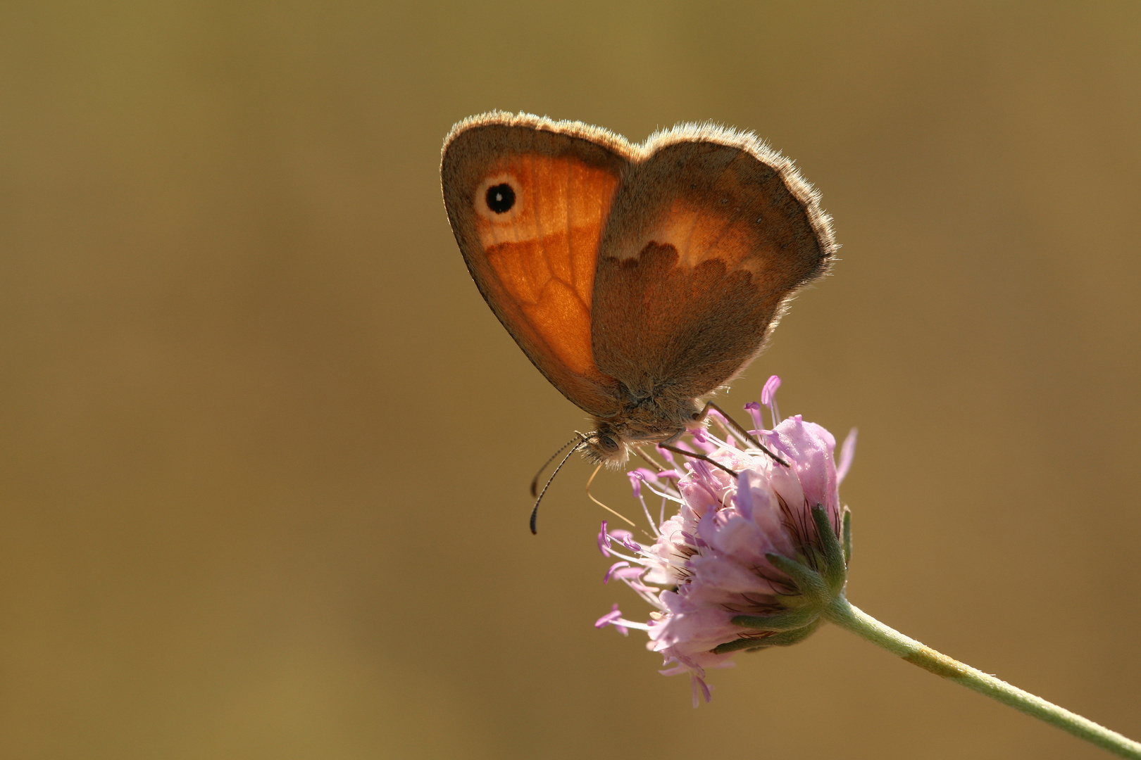 Coenonympha pamphilus » Small Heath Foto & Bild | fotos, makro, natur ...