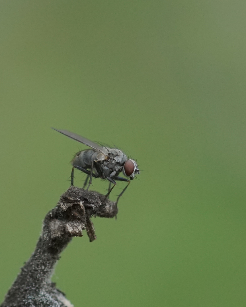Coenosia Foto & Bild | fliegen, fliege, diptera Bilder auf fotocommunity