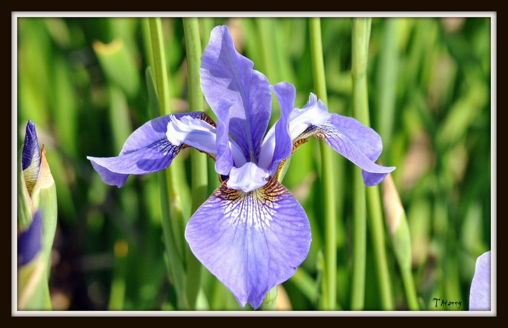 Coeur ouvert photo et image | fleurs, nature Images fotocommunity