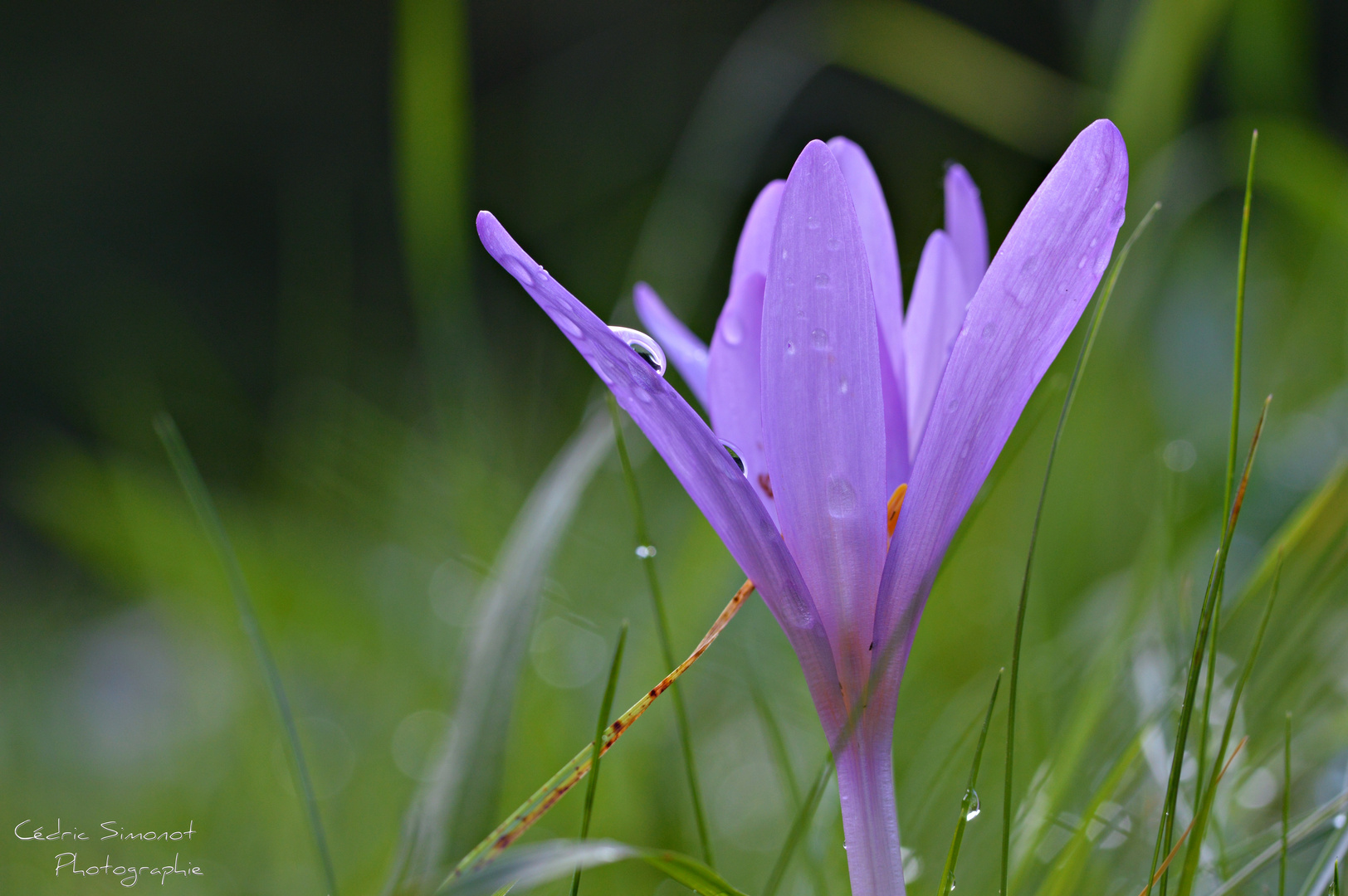 colchique photo et image | macro nature, macro fleurs, nature Images ...