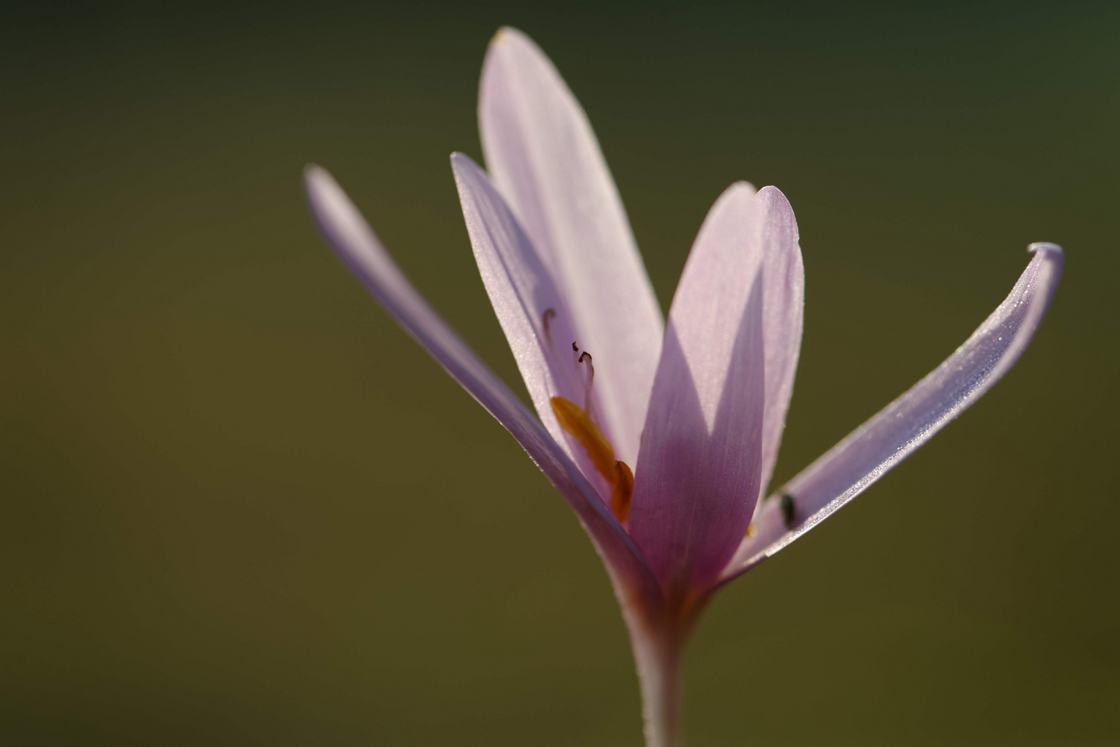 Colchique d'automne photo et image | nature, macro, fleurs Images ...