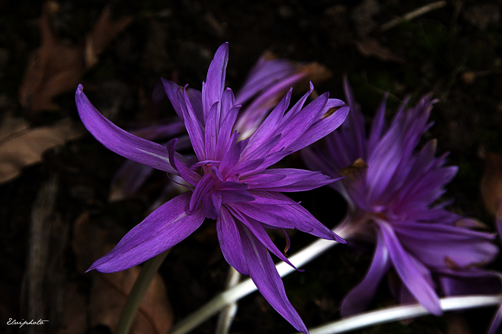 colchiques dans les prés photo et image | nature, fleurs, automne ...