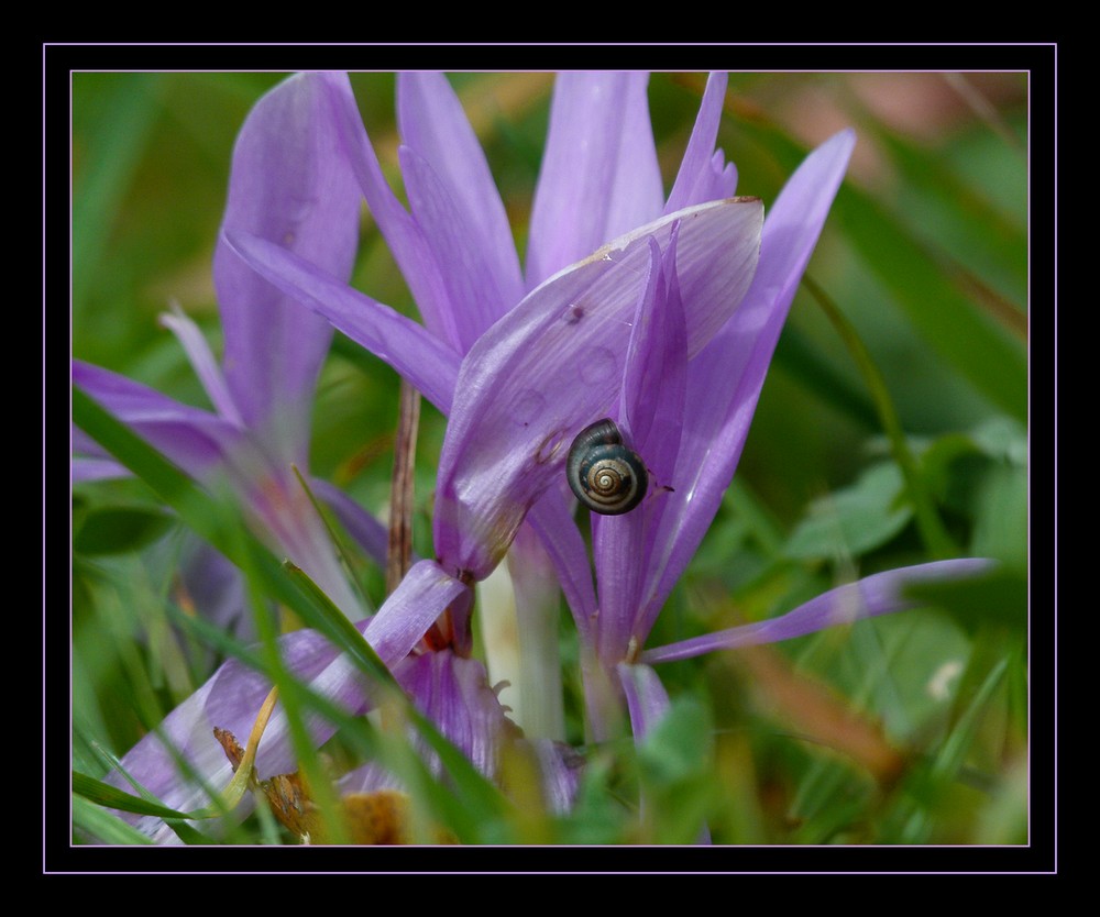 *colchiques dans les près* photo et image | fleurs, divers, nature ...