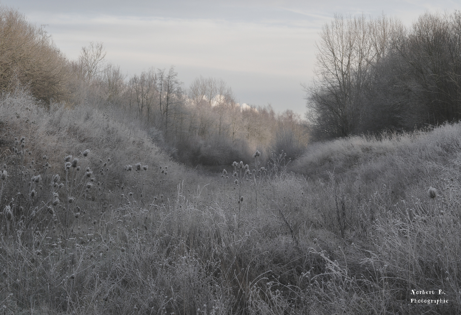Cold Morning Foto & Bild | gefroren, winter, natur Bilder auf fotocommunity