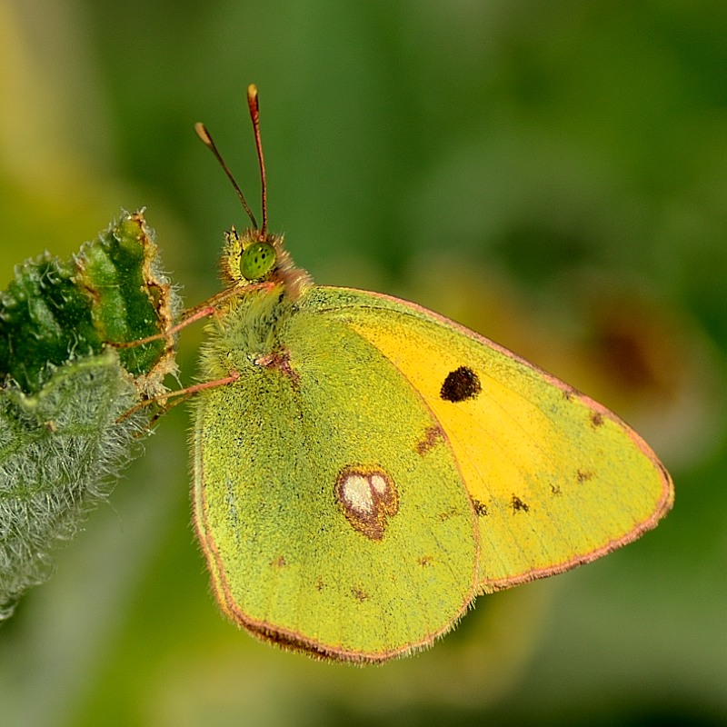 Colias crocea Foto % Immagini| macro e close up, natura Foto su ...