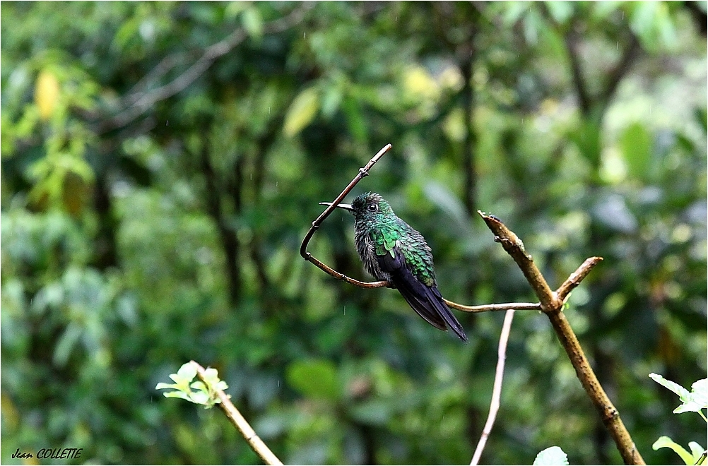 Colibri photo et image | portraits sauvages, costa rica , nature Images ...
