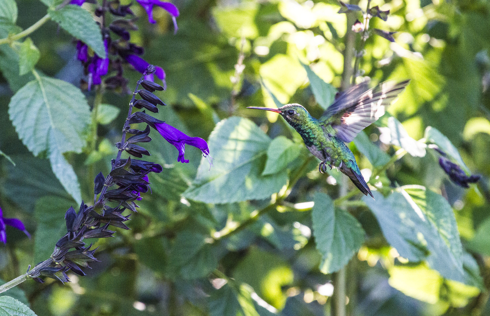 COLIBRI II Imagen & Foto | animales, aves, naturaleza Fotos de ...
