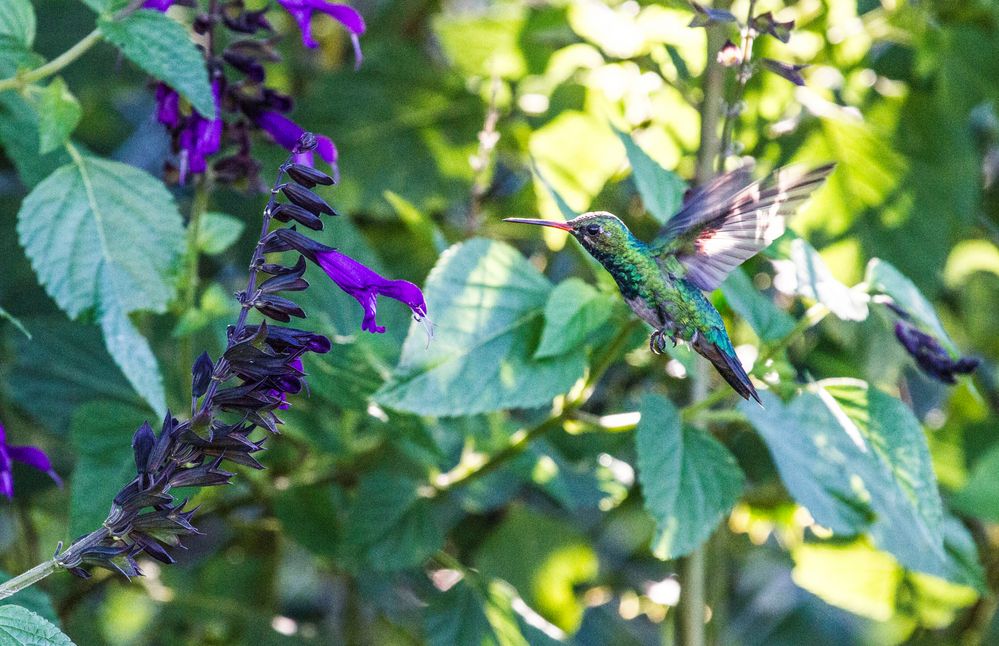 COLIBRI II Imagen & Foto | animales, aves, naturaleza Fotos de ...