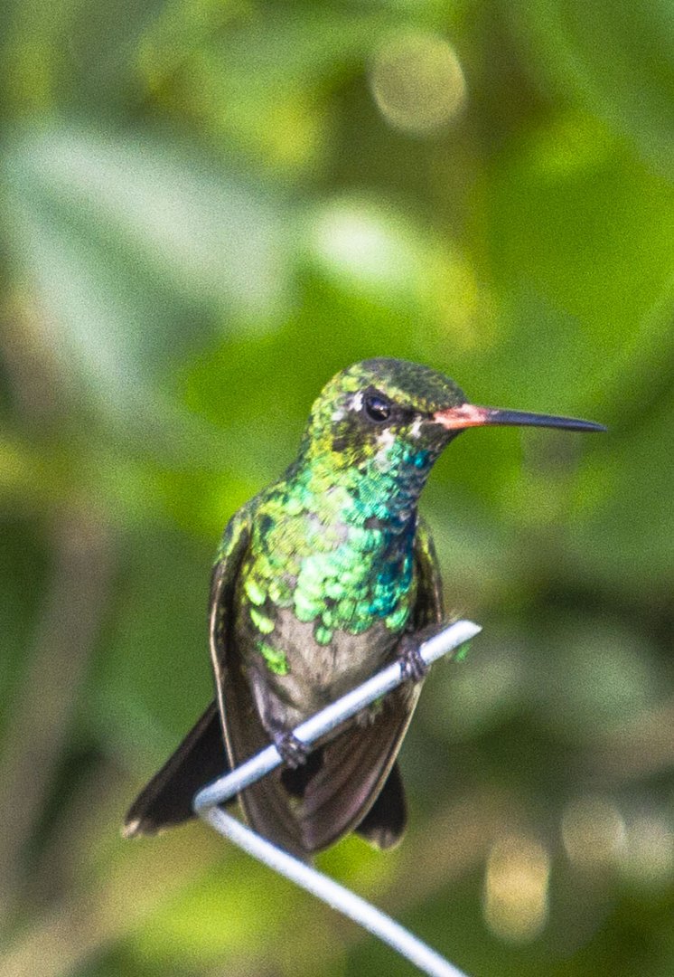 COLIBRI III ( en reposo) Imagen & Foto | animales, aves, naturaleza ...