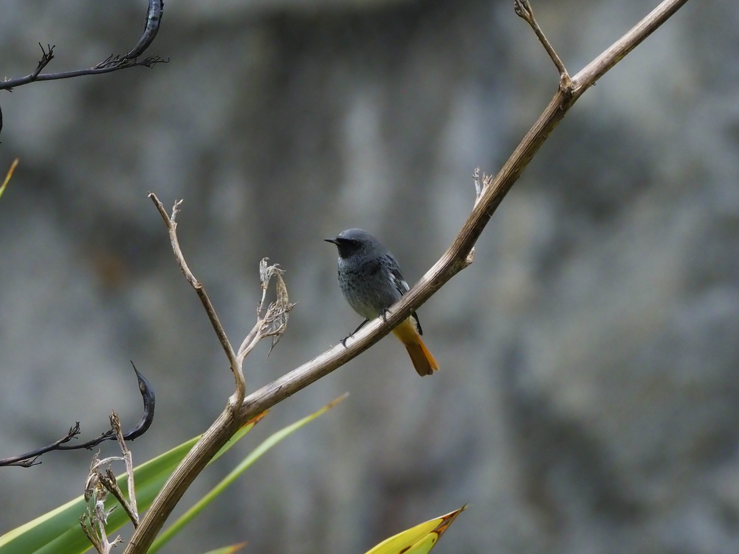 Colirrojo Tizón Imagen & Foto | animales, aves, naturaleza Fotos de ...