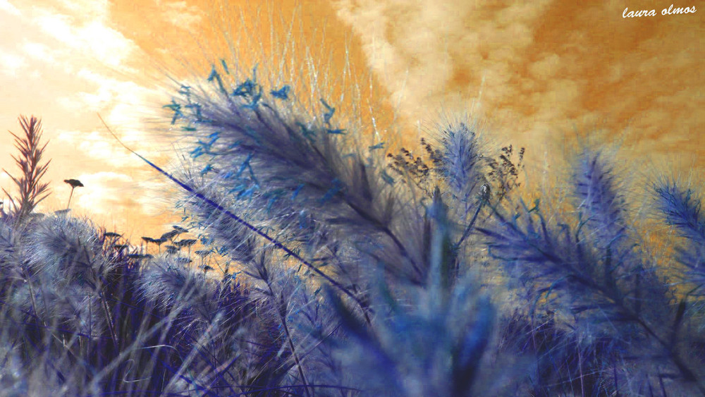 Colitas de conejo Imagen & Foto | plantas, flores, naturaleza Fotos de ...