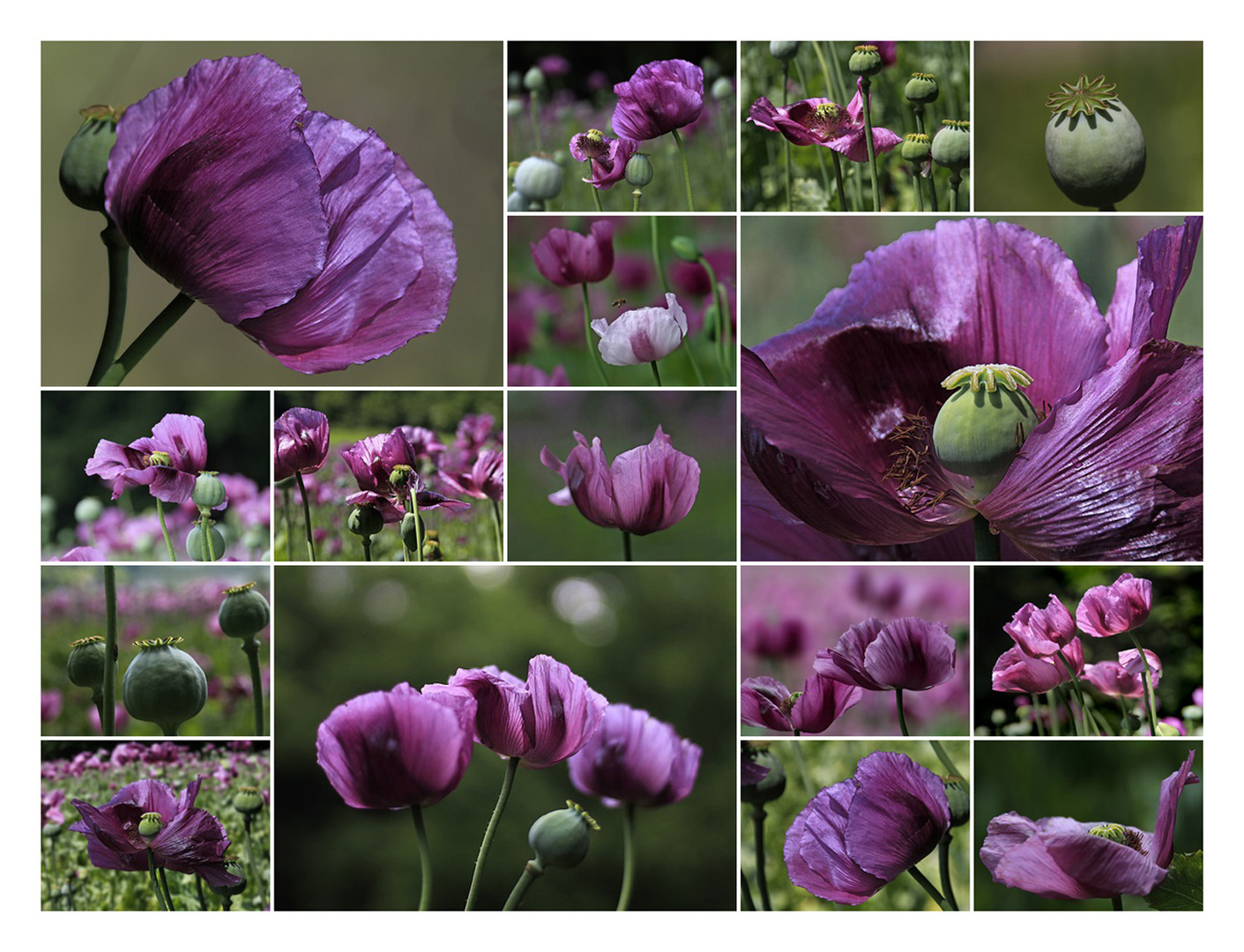 Collage lila Mohn Foto & Bild | mohnfeld, natur, mohn Bilder auf ...
