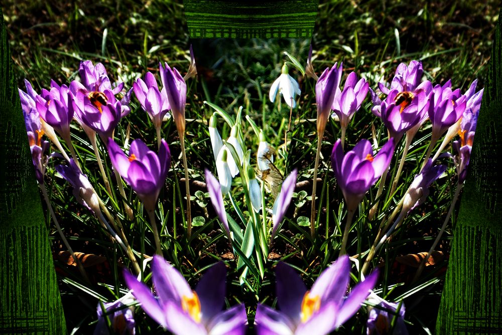 Collage mit Schneeglöckchen und lila Krokuss Foto & Bild | pflanzen ...