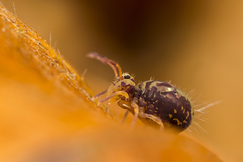 Collembole photo et image | nature, macro, insectes Images fotocommunity