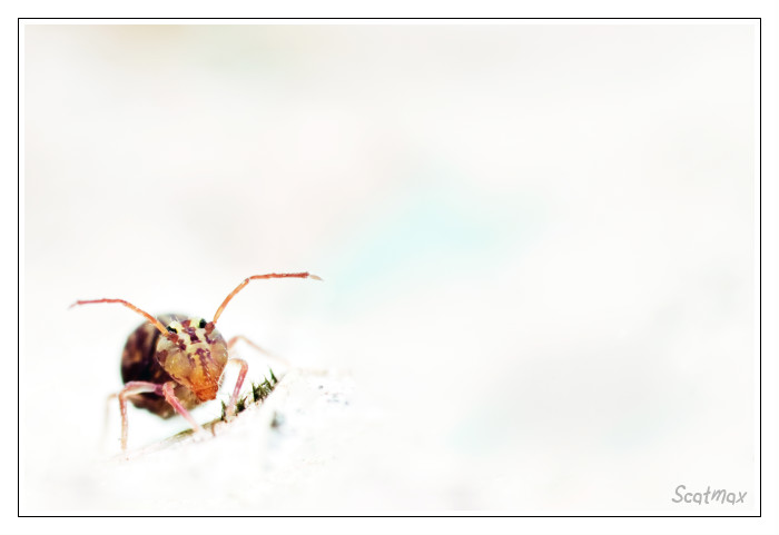 Collembole photo et image | macro nature, macro insectes, nature Images ...