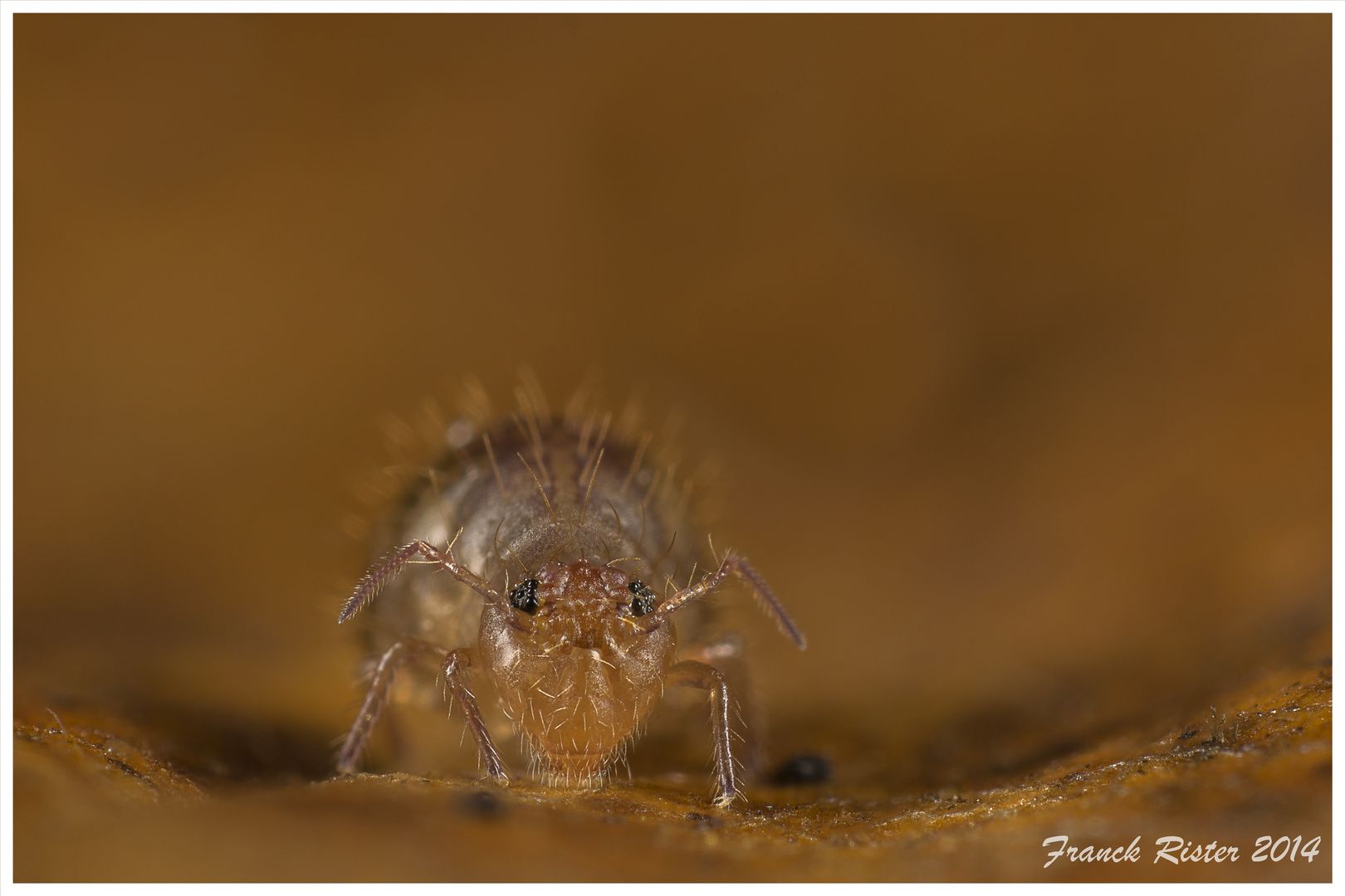 Collembole photo et image | macro nature, macro insectes, franck Images ...