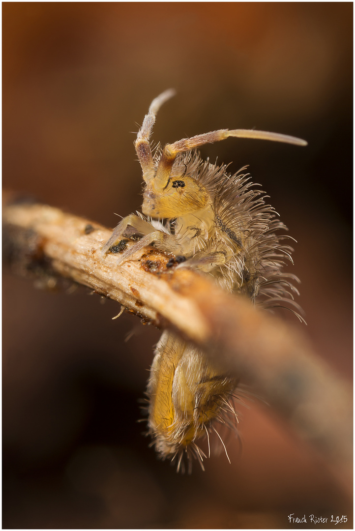 Collembole photo et image | macro nature, franck, nature Images ...