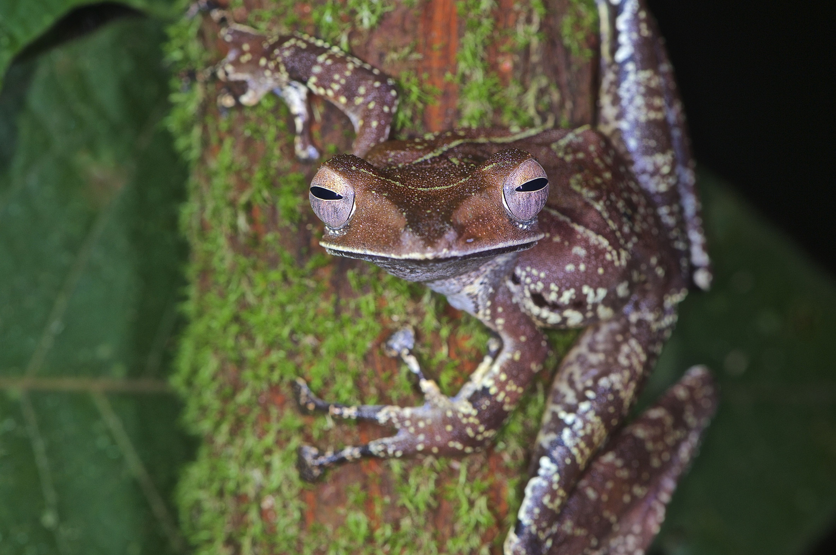 Collett's Tree Frog Polypedates colletti Borneo Mulu Nationalpark 2015 ...