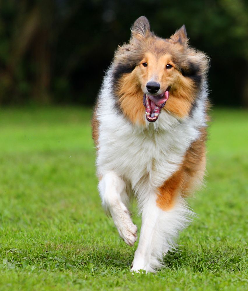 Collie Foto & Bild | tiere, haustiere, hunde Bilder auf fotocommunity