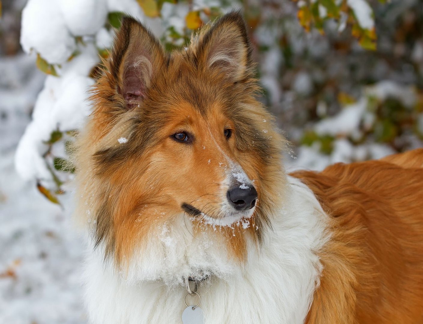 Collie im Winter 2 Foto & Bild | tiere, natur Bilder auf fotocommunity