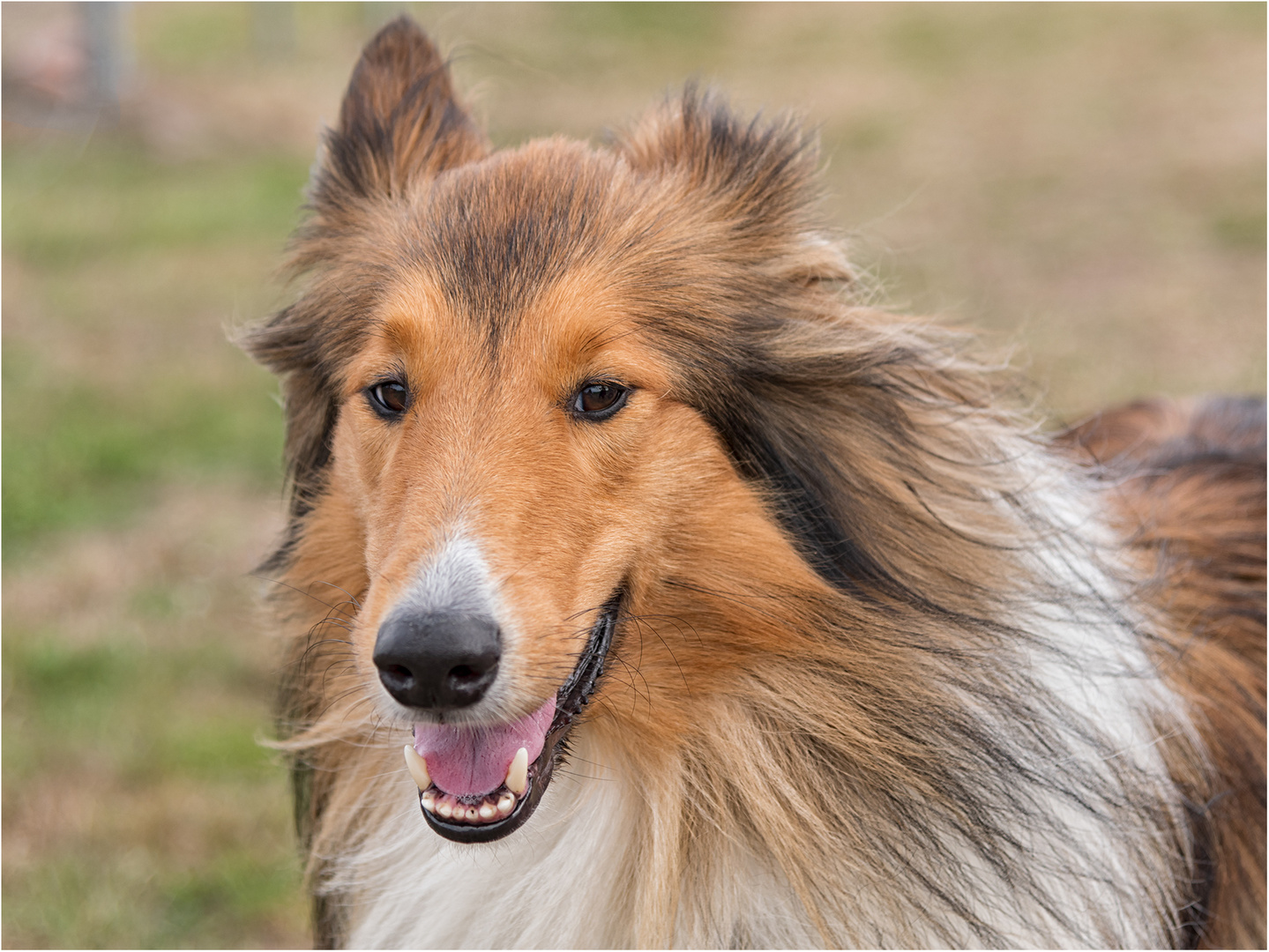 Collie (Langhaar) Foto & Bild | outdoor, hund, natur Bilder auf ...