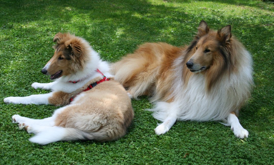 Collie mit Welpe Foto & Bild | hund, natur, collie Bilder auf fotocommunity