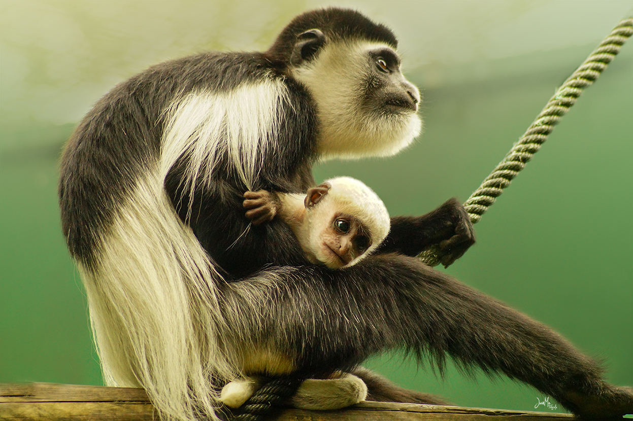 Colobo B&N. ( Inocente Curiosidad ). Imagen & Foto | fotógrafos del mes ...