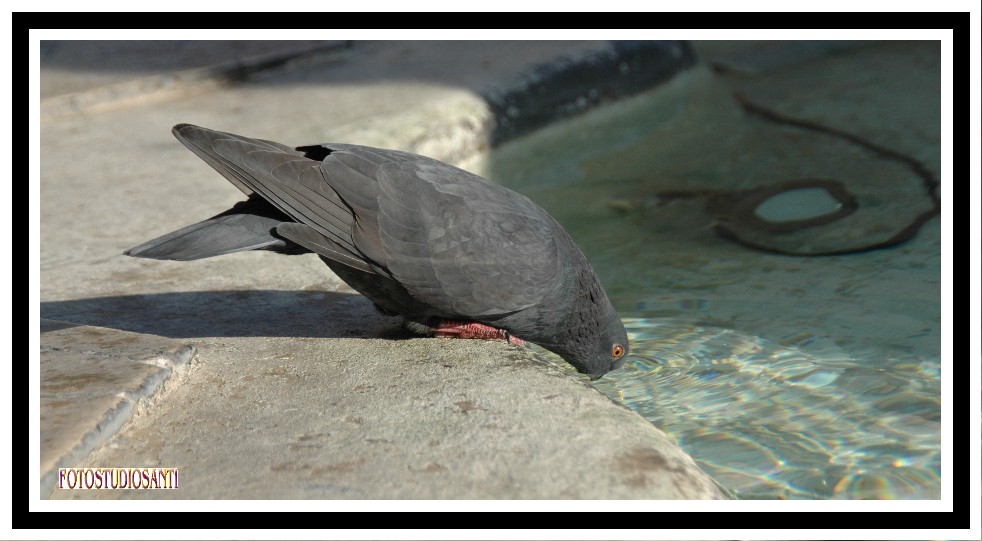 Colomba Foto % Immagini| animali, uccelli allo stato libero, animali ...