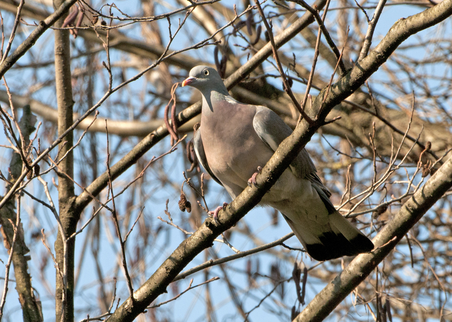 Colombaccio Foto % Immagini| animali, uccelli allo stato libero ...