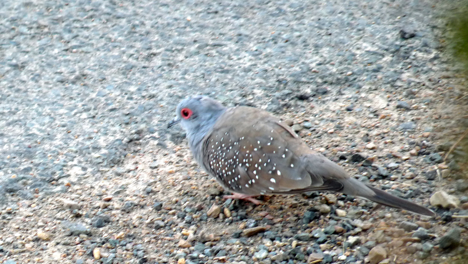 Colombe diamant ? photo et image | animaux, animaux sauvages, oiseaux ...