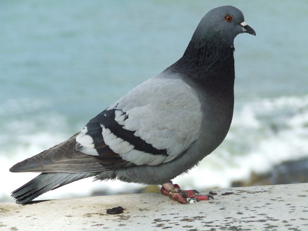 colombo Foto % Immagini| animali, uccelli allo stato libero, animali ...