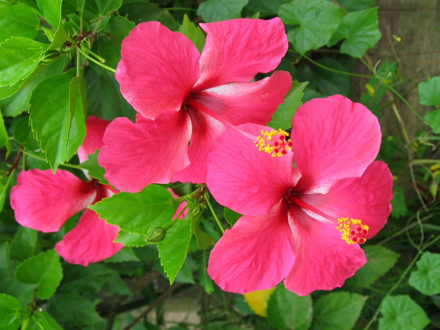 color de cucarda Imagen & Foto | técnicas, panoramas , motivos Fotos de ...