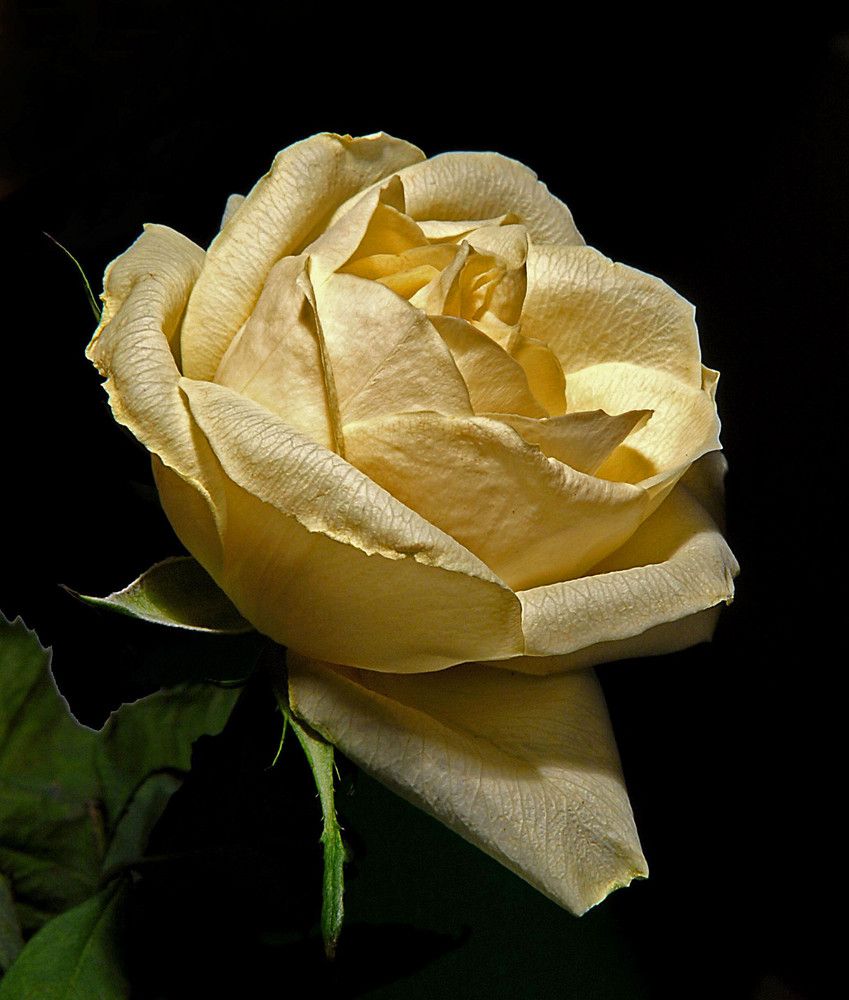 color oro Foto % Immagini| piante, fiori e funghi, natura Foto su ...