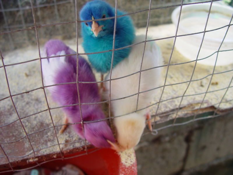 Colored CHICK! Foto & Bild | tiere, tierfreundschaften, natur Bilder ...