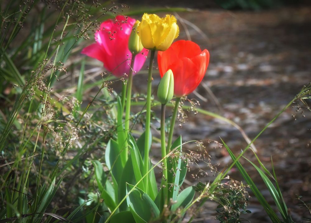 colored tulips Foto & Bild | spezial, tulpen, frühling Bilder auf fotocommunity