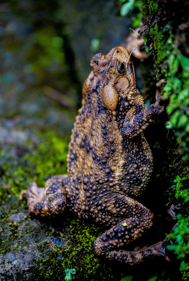 Colorful toad Foto & Bild | tiere, wildlife, wildlife: sonstige tiere ...
